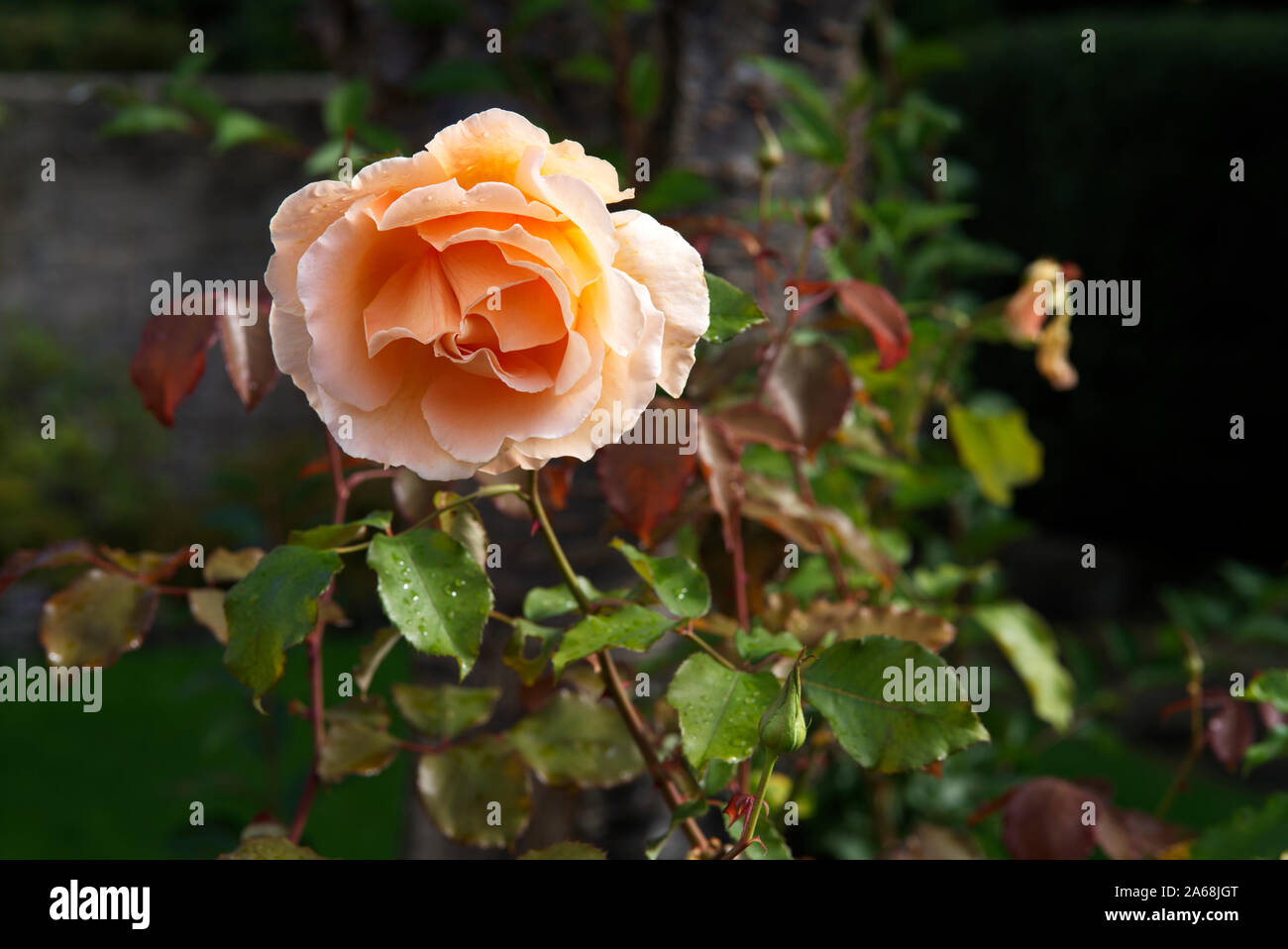 Peach coloured petals hi-res stock photography and images - Alamy
