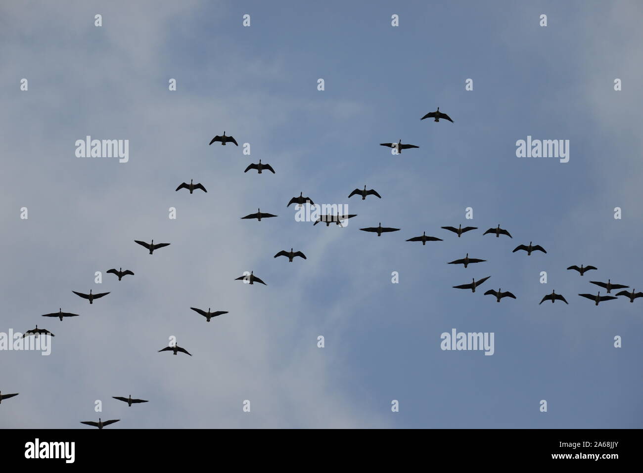 Geese flying high in sky hi-res stock photography and images - Alamy