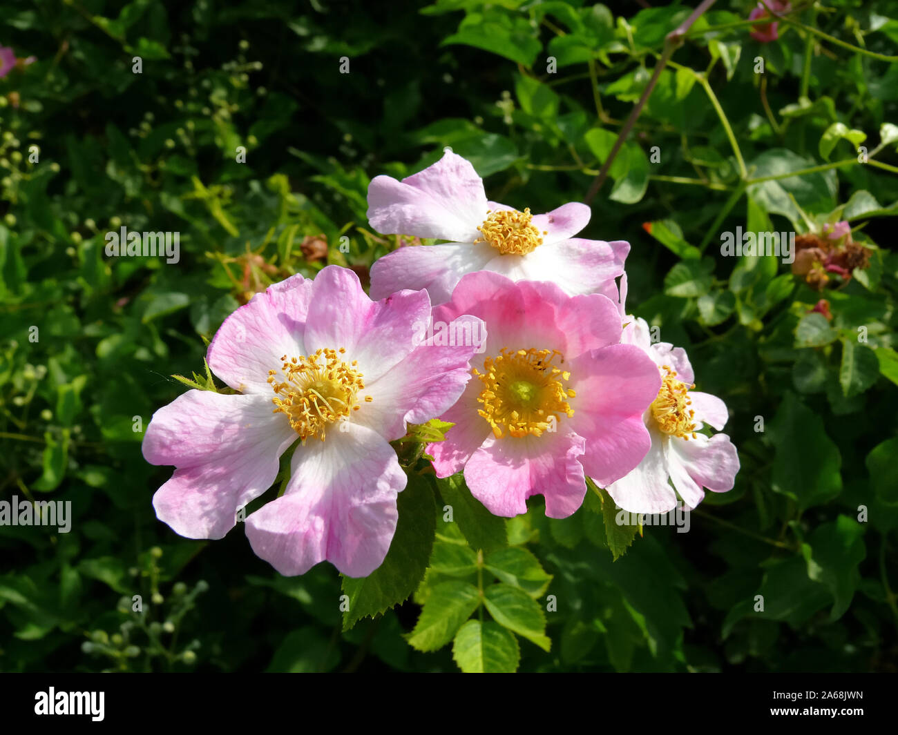 dog rose, Hunds-Rose, Rosa canina, vadrózsa Stock Photo - Alamy