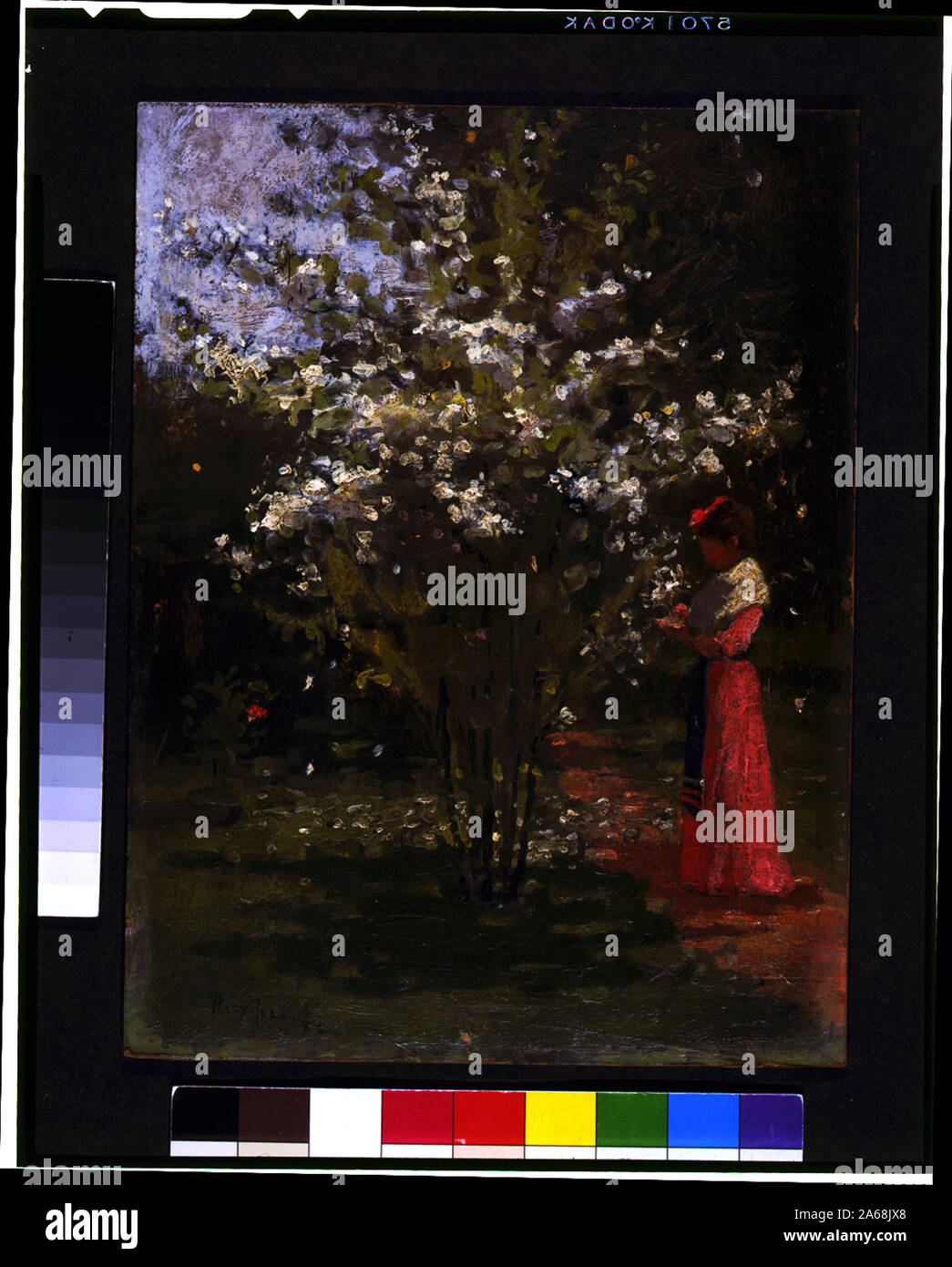 Woman standing by flowering tree] / Percy Ives Stock Photo - Alamy