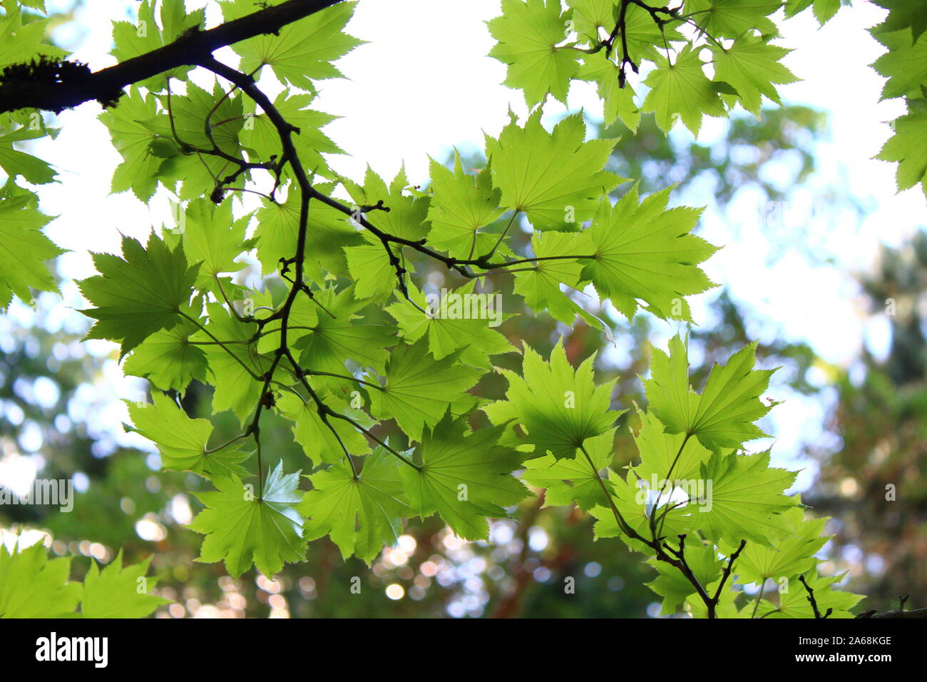 Green Japanese Maple Leaves, Canada Stock Photo - Alamy