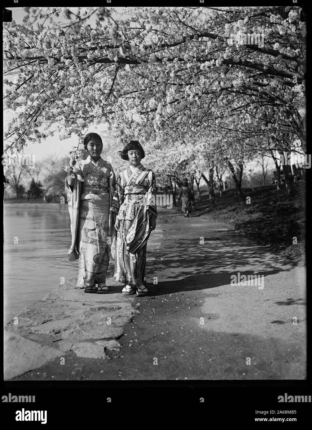 Japanese women under cherry blossoms Black and White Stock Photos ...