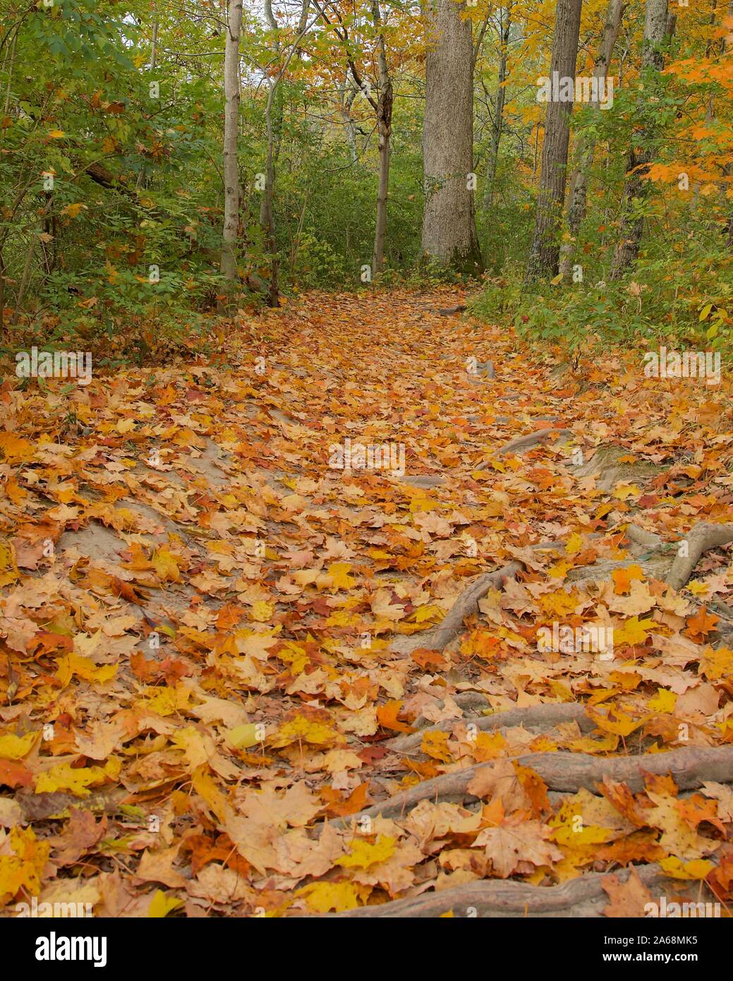 Tree covering pathway hi-res stock photography and images - Alamy