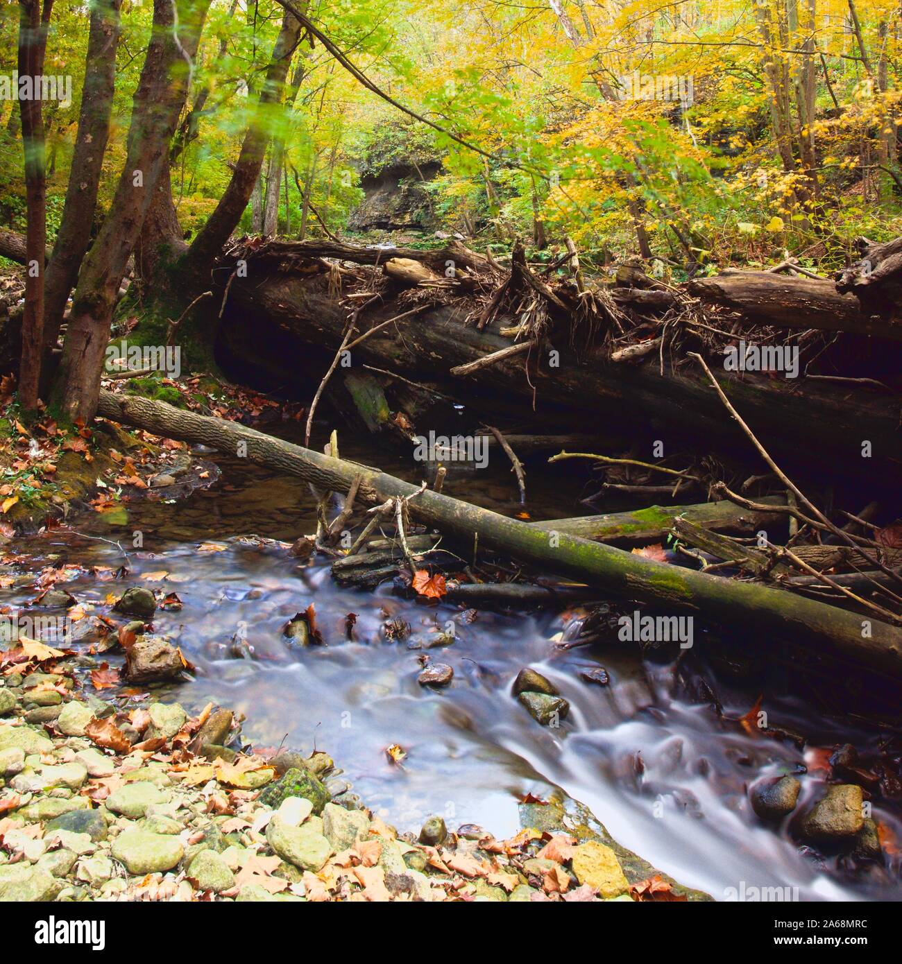 Dead tree over small rippling stream long exposure shot. Long exposure ...
