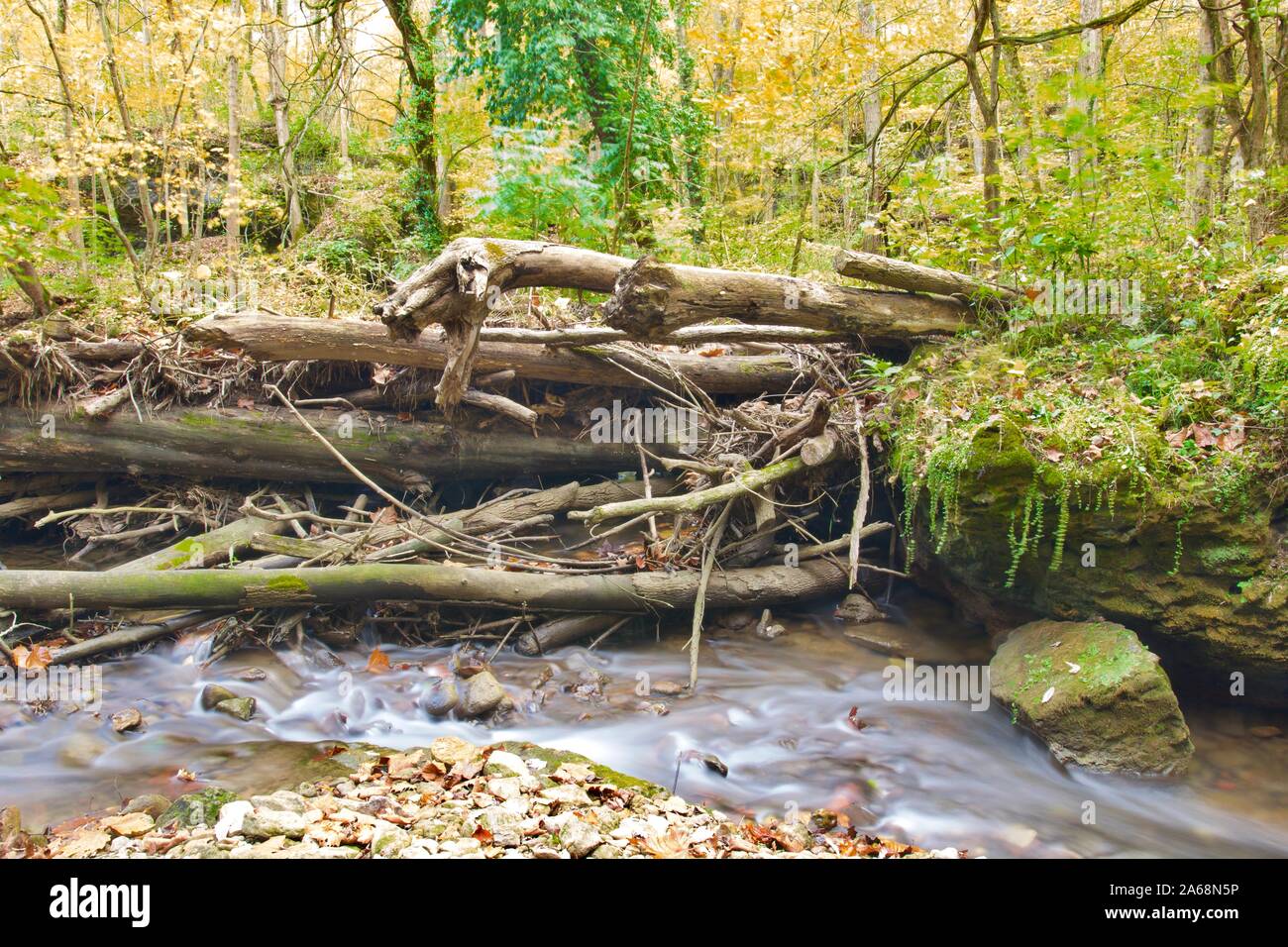 Dead tree over small rippling stream long exposure shot. Long exposure ...