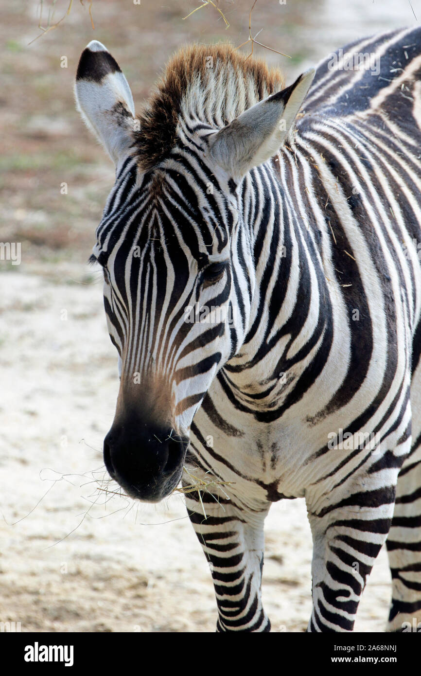 Grant's Zebras at the Cape May County Park and Zoo. New Jersey, USA ...