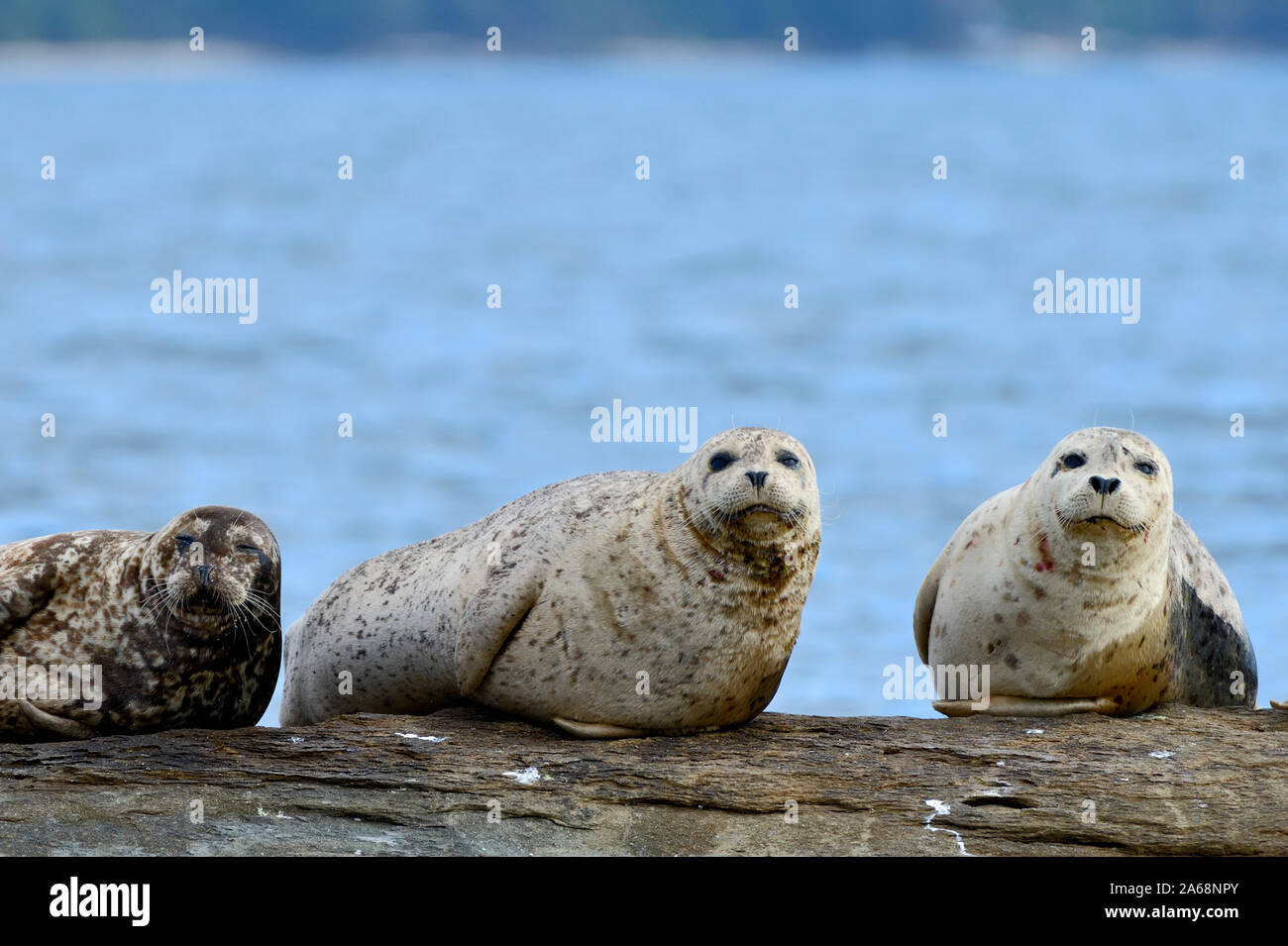 Harbor seals basking on rock hi-res stock photography and images - Alamy
