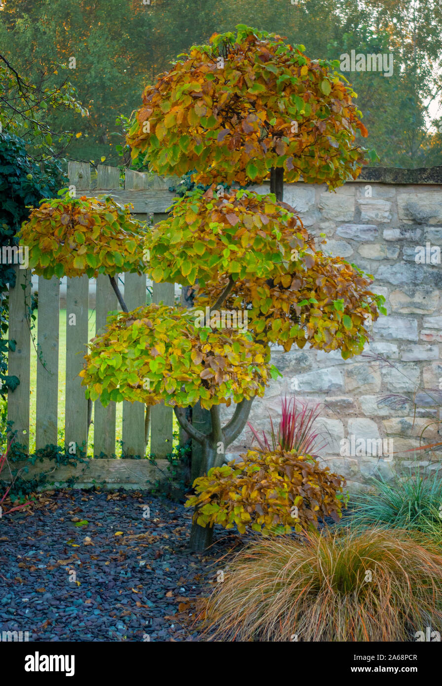 Carpinus tree in an english garden hi-res stock photography and images ...