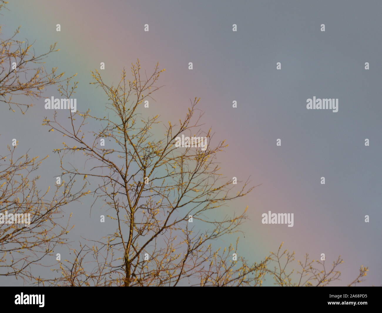 Rainbow Over a Budding Spring 1 Stock Photo - Alamy