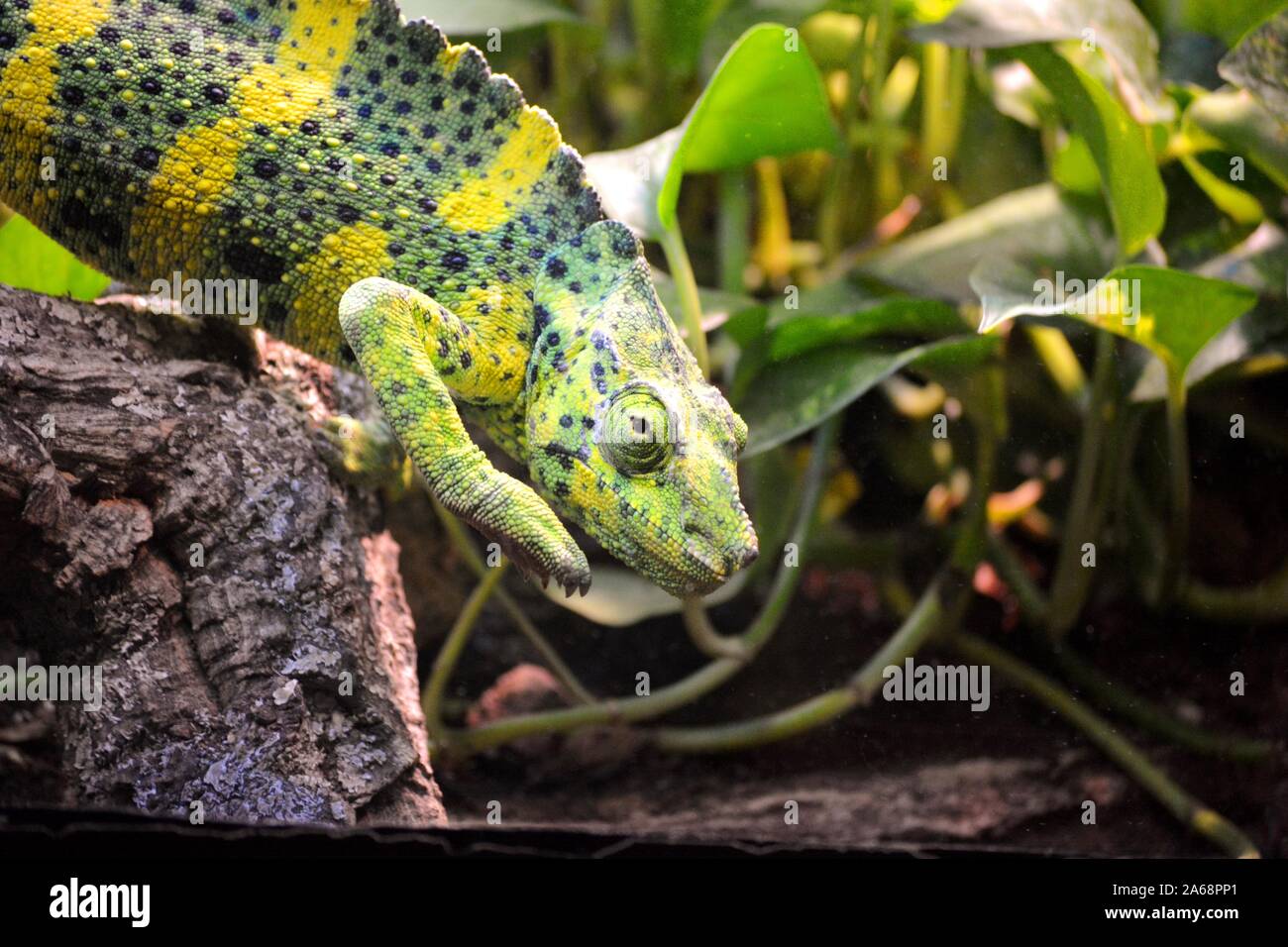 Small animal zoo chameleon hi-res stock photography and images - Alamy
