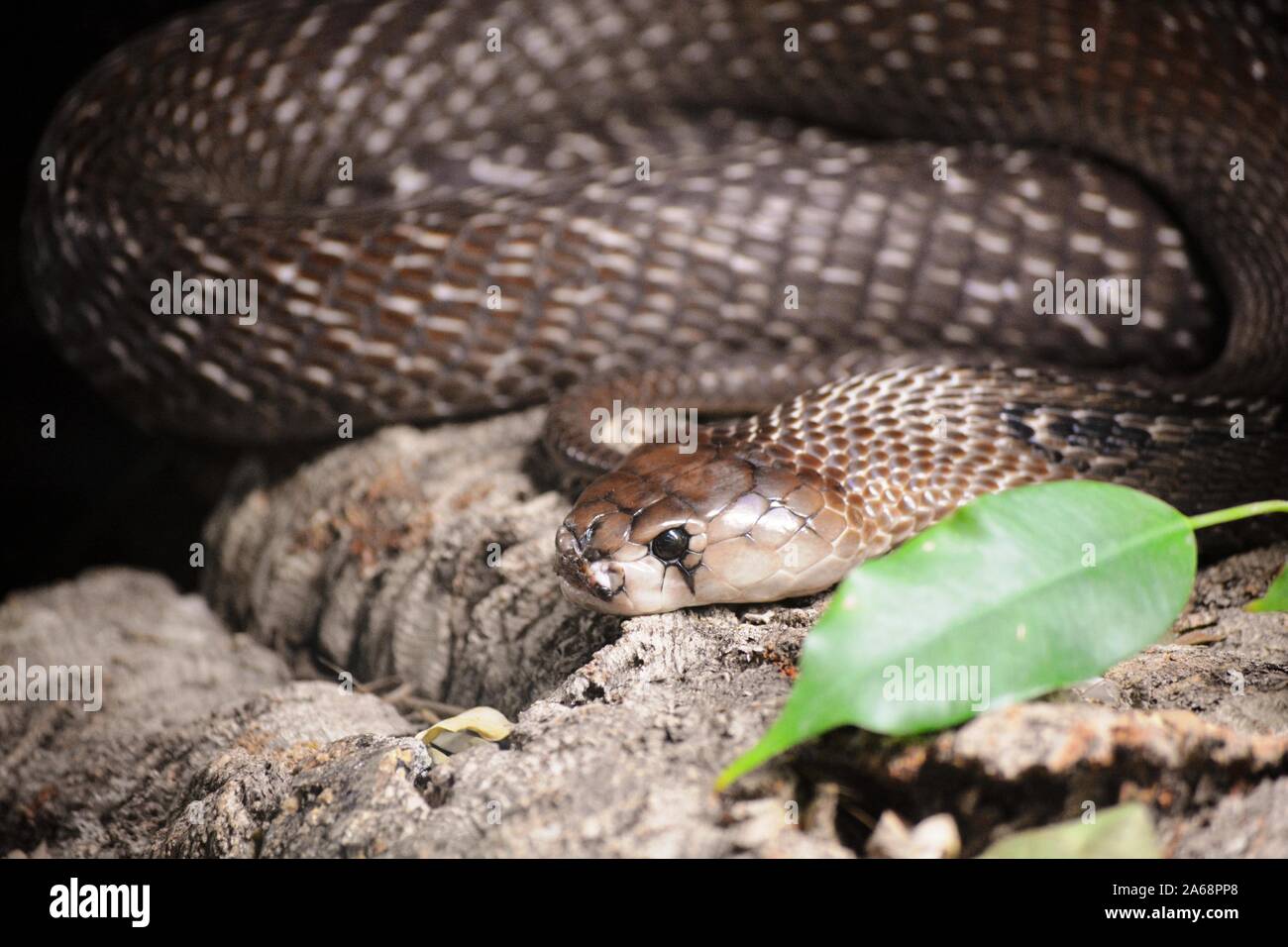 Coiled Serpent Stock Photos & Coiled Serpent Stock Images - Alamy
