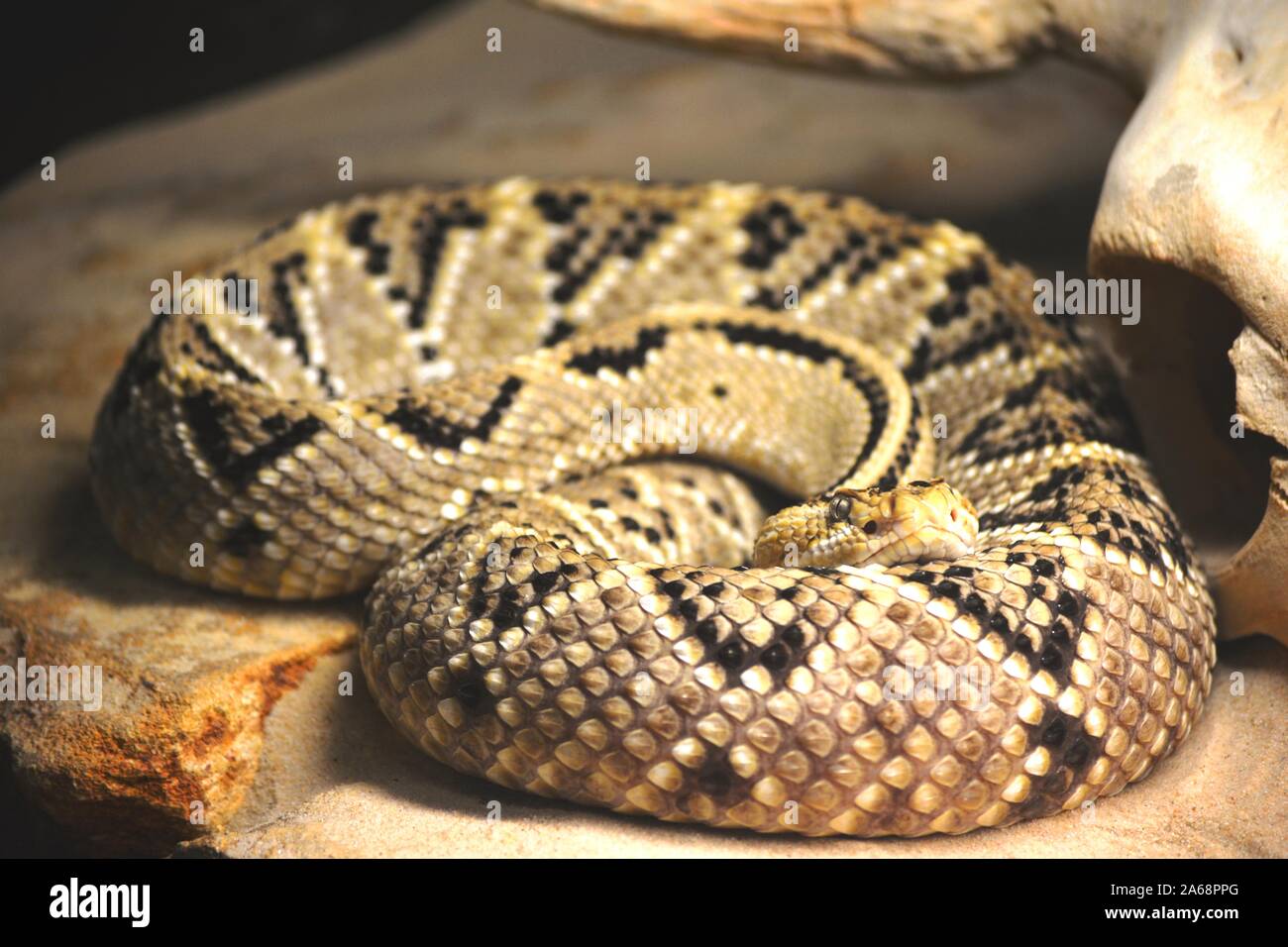 one beautiful and poisonous snake coiled Stock Photo - Alamy