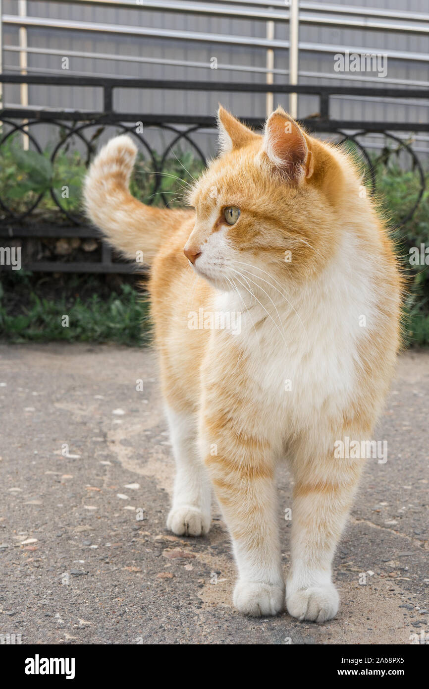 Russet Cat High Resolution Stock Photography and Images - Alamy