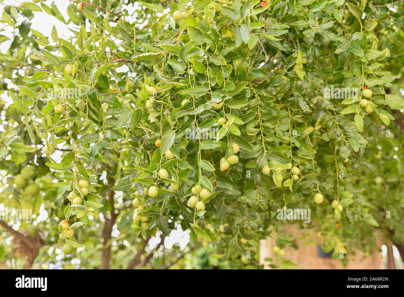 Jujube branches, Ziziphus lotus, with its green fruits at the beginning ...
