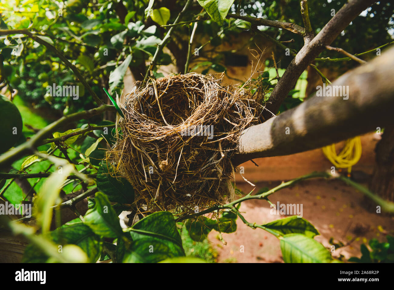 Natural empty nest of birds Stock Photo - Alamy