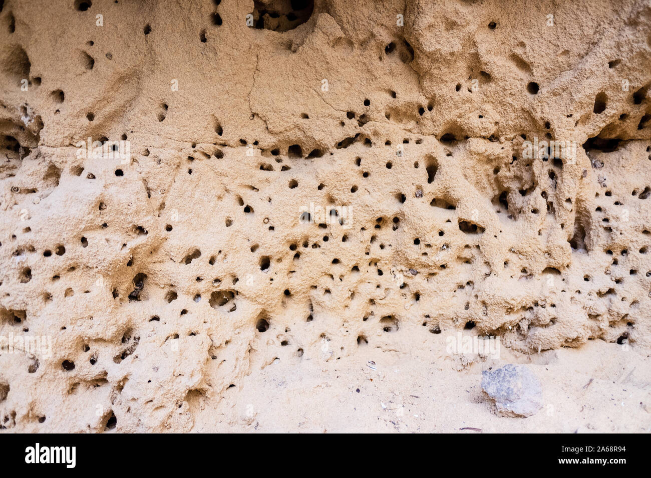Detail of the side of a hill full of holes made by insects to build ...