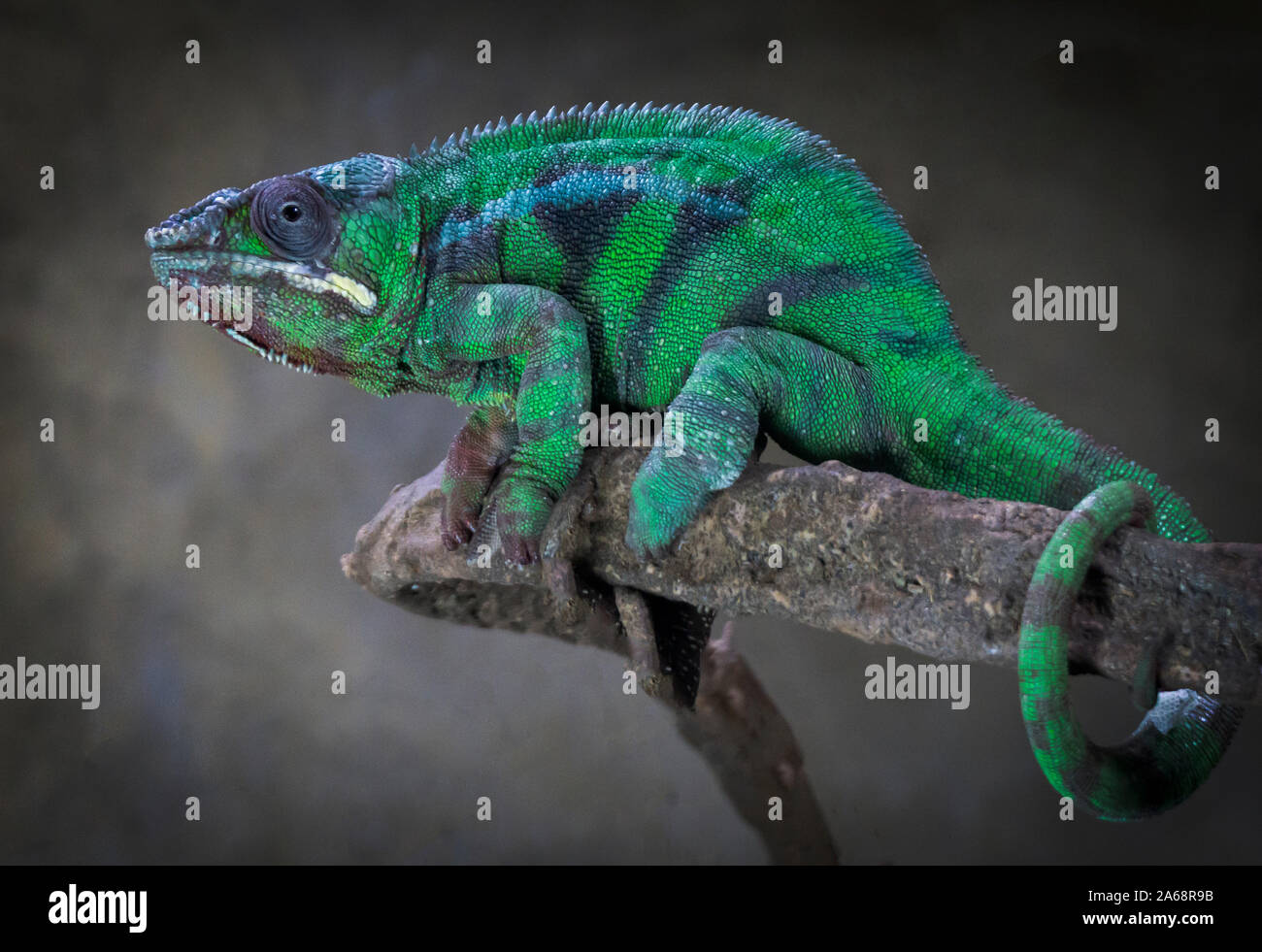 The Common Chameleon High Resolution Stock Photography and Images - Alamy