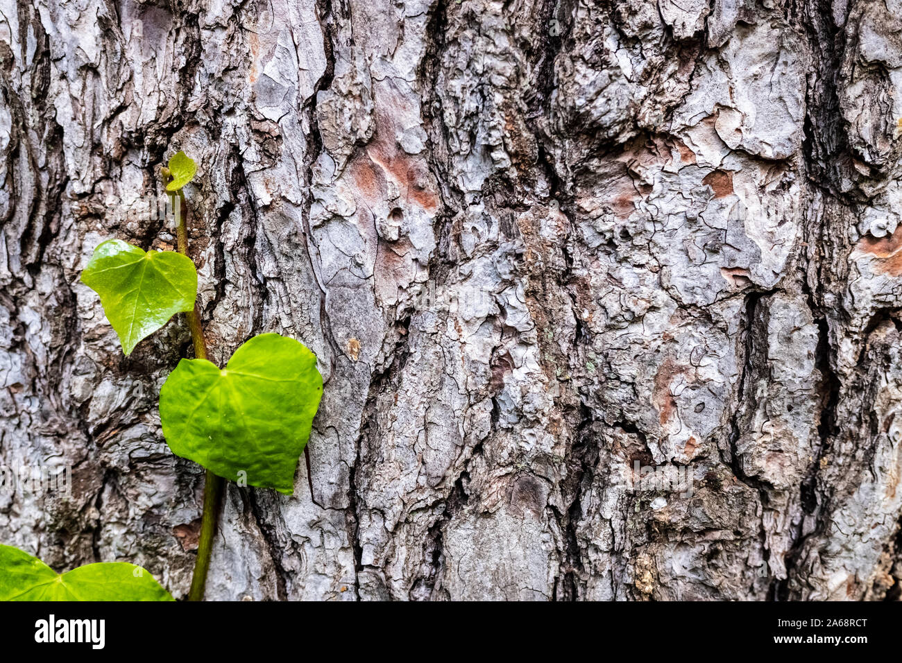 Background tree bark of a new branch of a flowering green plant, copy ...