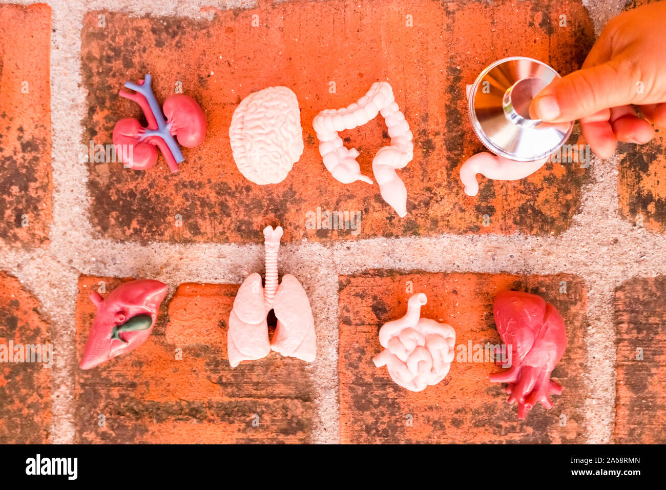 A child places a stethoscope on plastic miniature human organs for ...