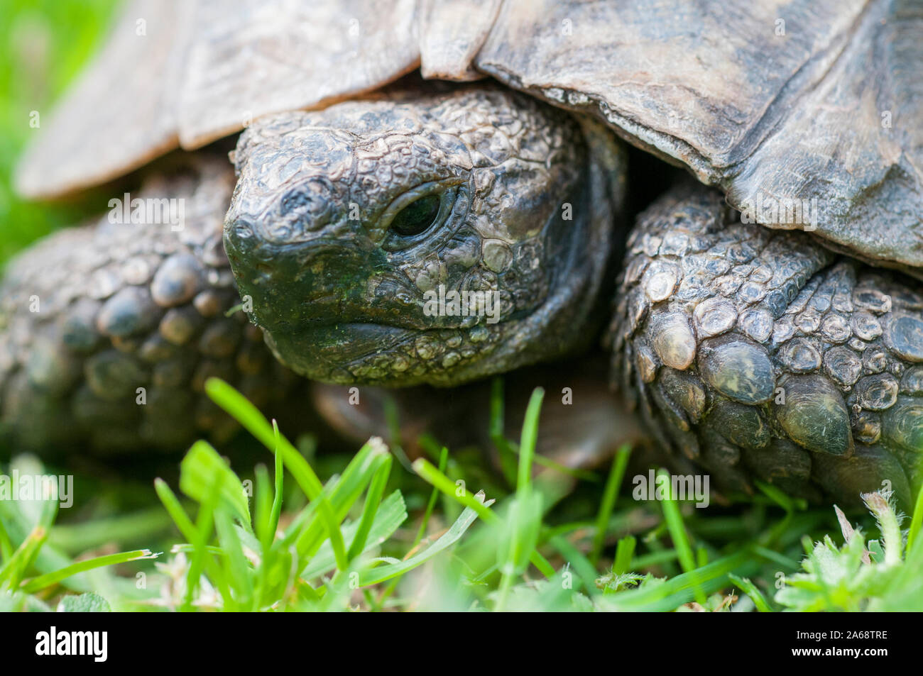 Head out of shell hi-res stock photography and images - Alamy