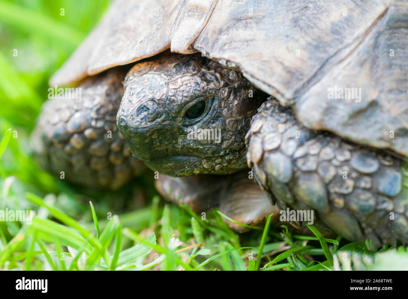 Close up of Tortoise putting head out of shell Stock Photo - Alamy