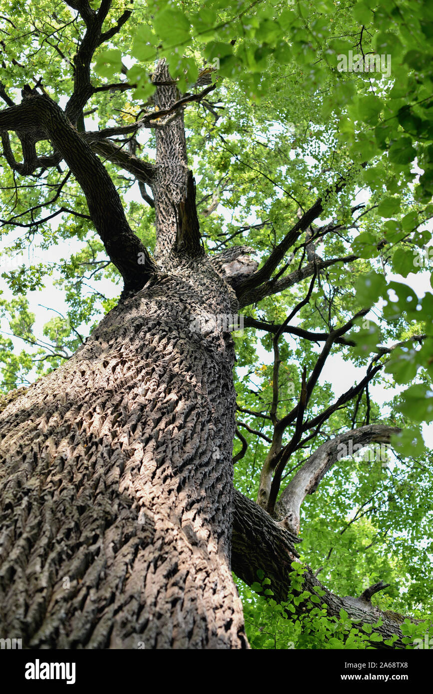 The trunk and branches of an old oak tree viewed from below. Crown of ...