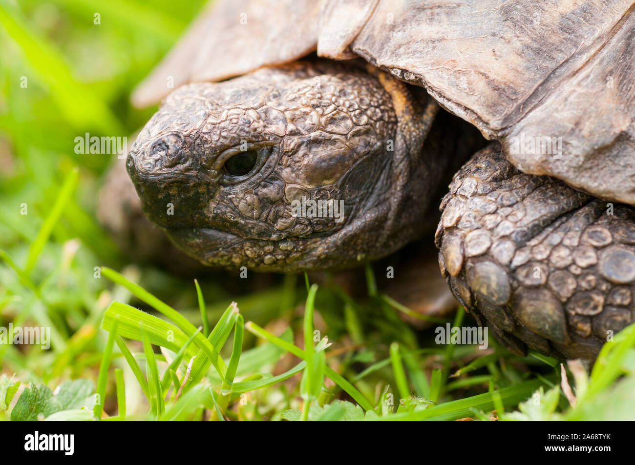 Scaley shell hi-res stock photography and images - Alamy