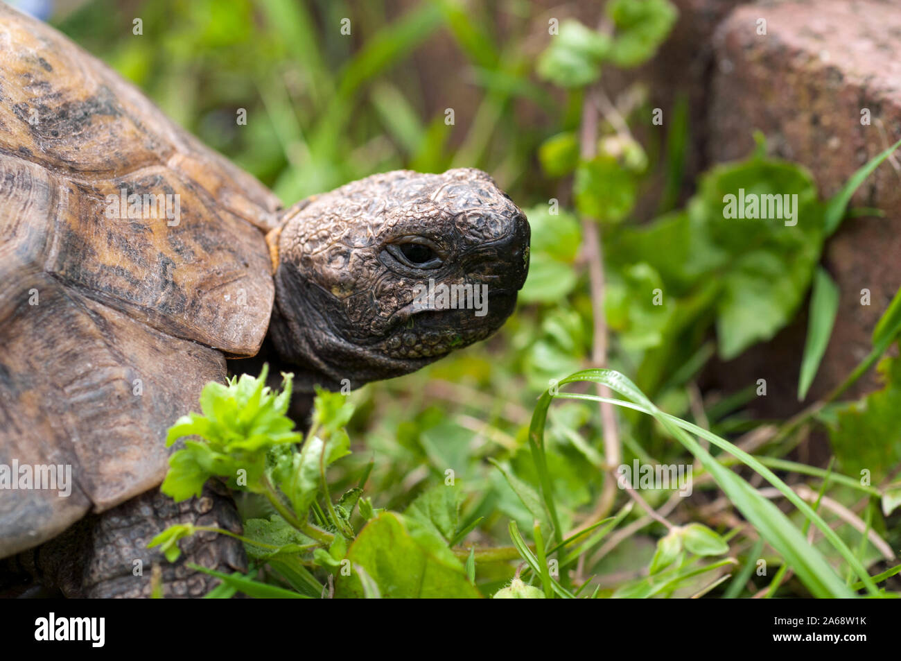 Scaly shell hi-res stock photography and images - Alamy