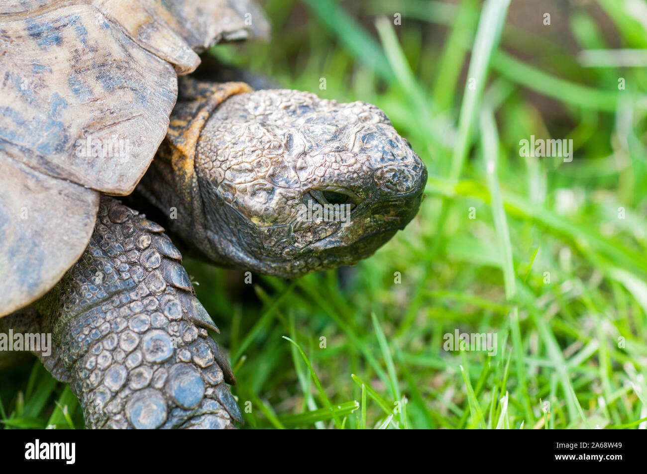 Close up of Tortoise putting head out of shell Stock Photo - Alamy