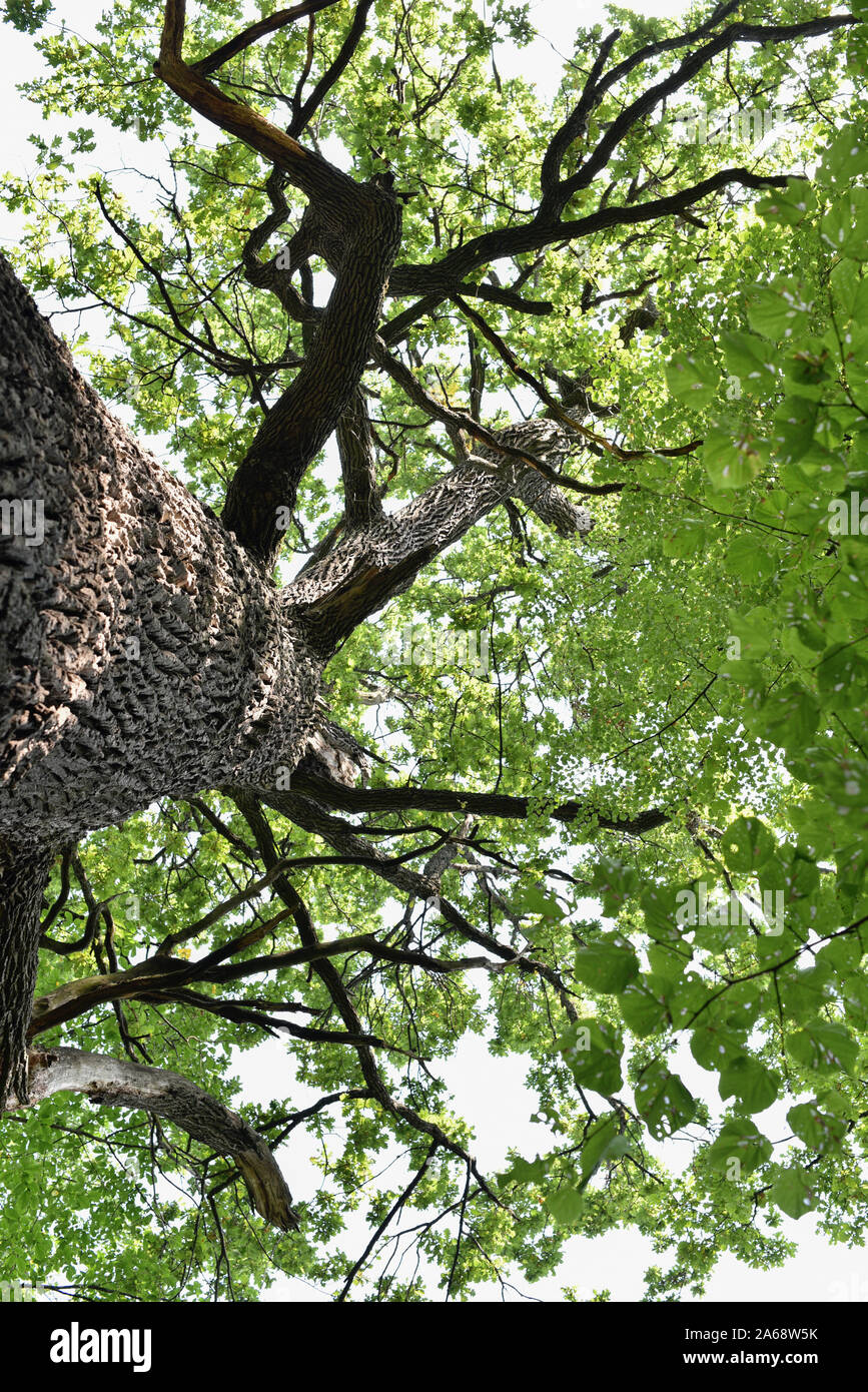 The trunk and branches of an old oak tree viewed from below. Crown of ...