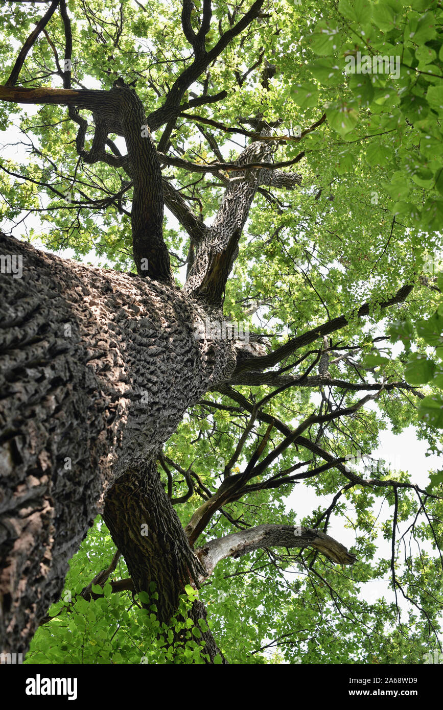 The trunk and branches of an old oak tree viewed from below. Crown of ...