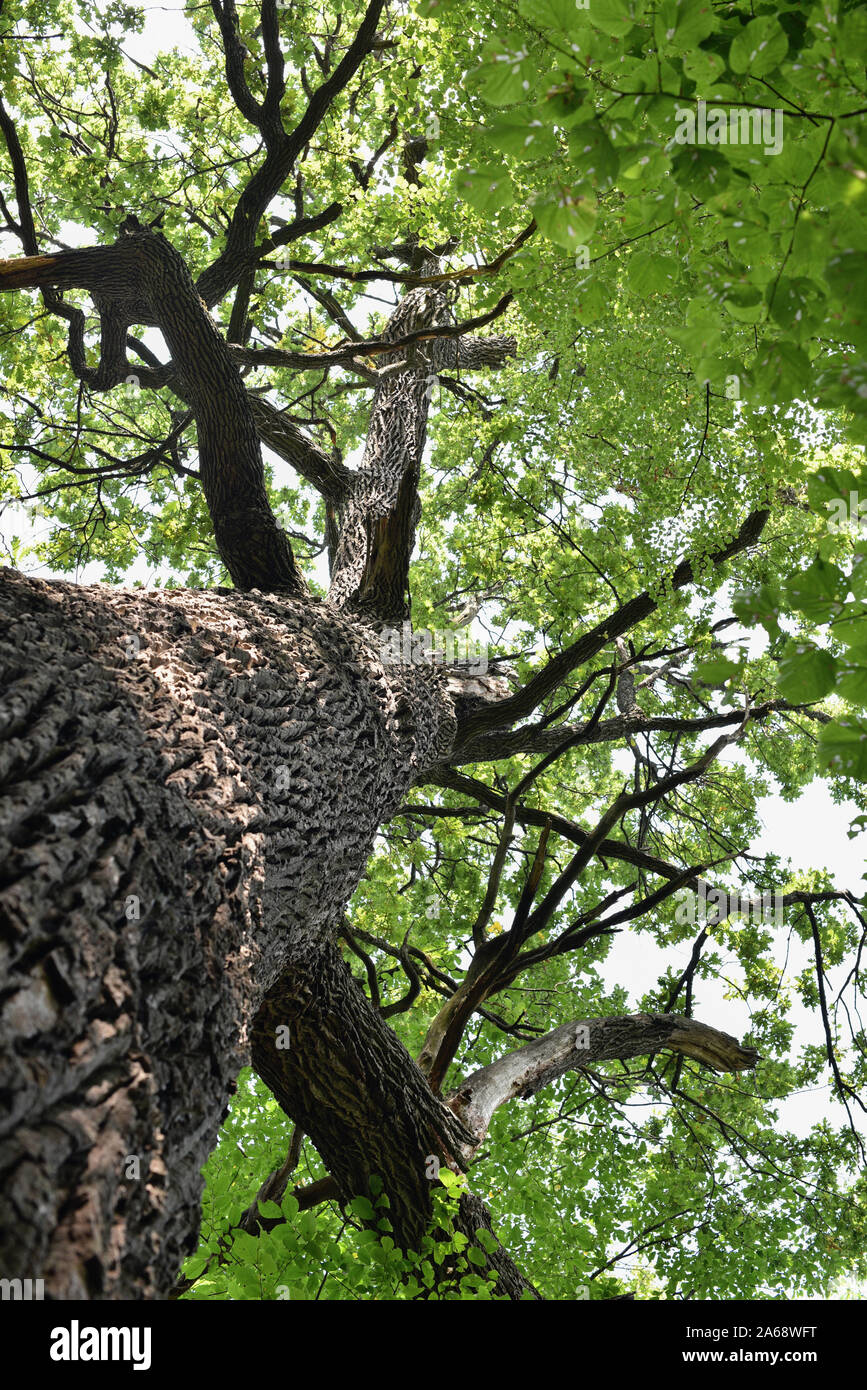 The trunk and branches of an old oak tree viewed from below. Crown of ...