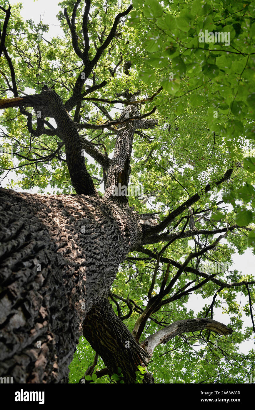 The trunk and branches of an old oak tree viewed from below. Crown of ...