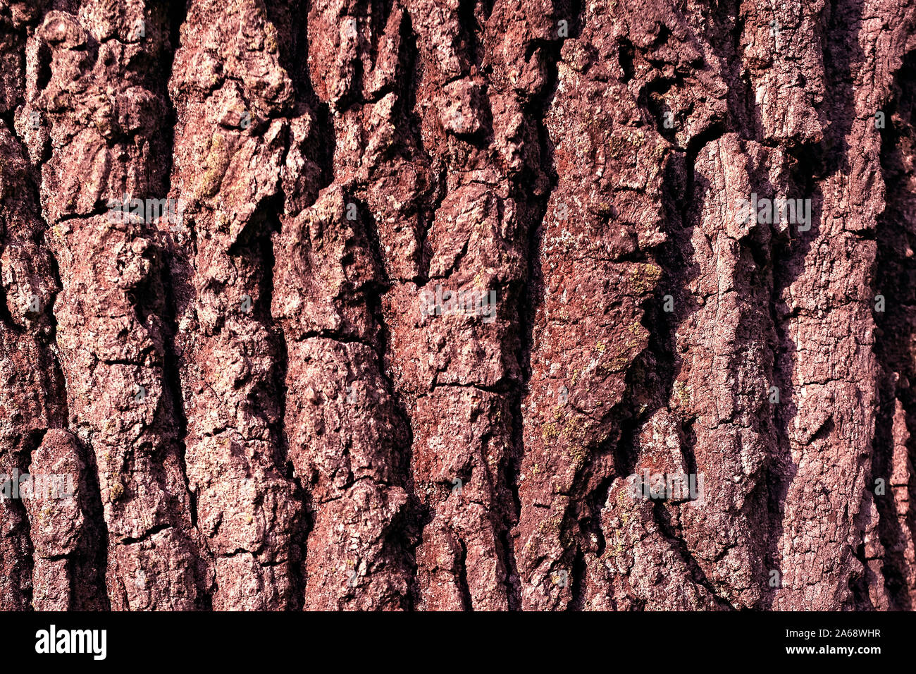 Abstract background. Tree bark texture. Natural wooden pattern Stock ...