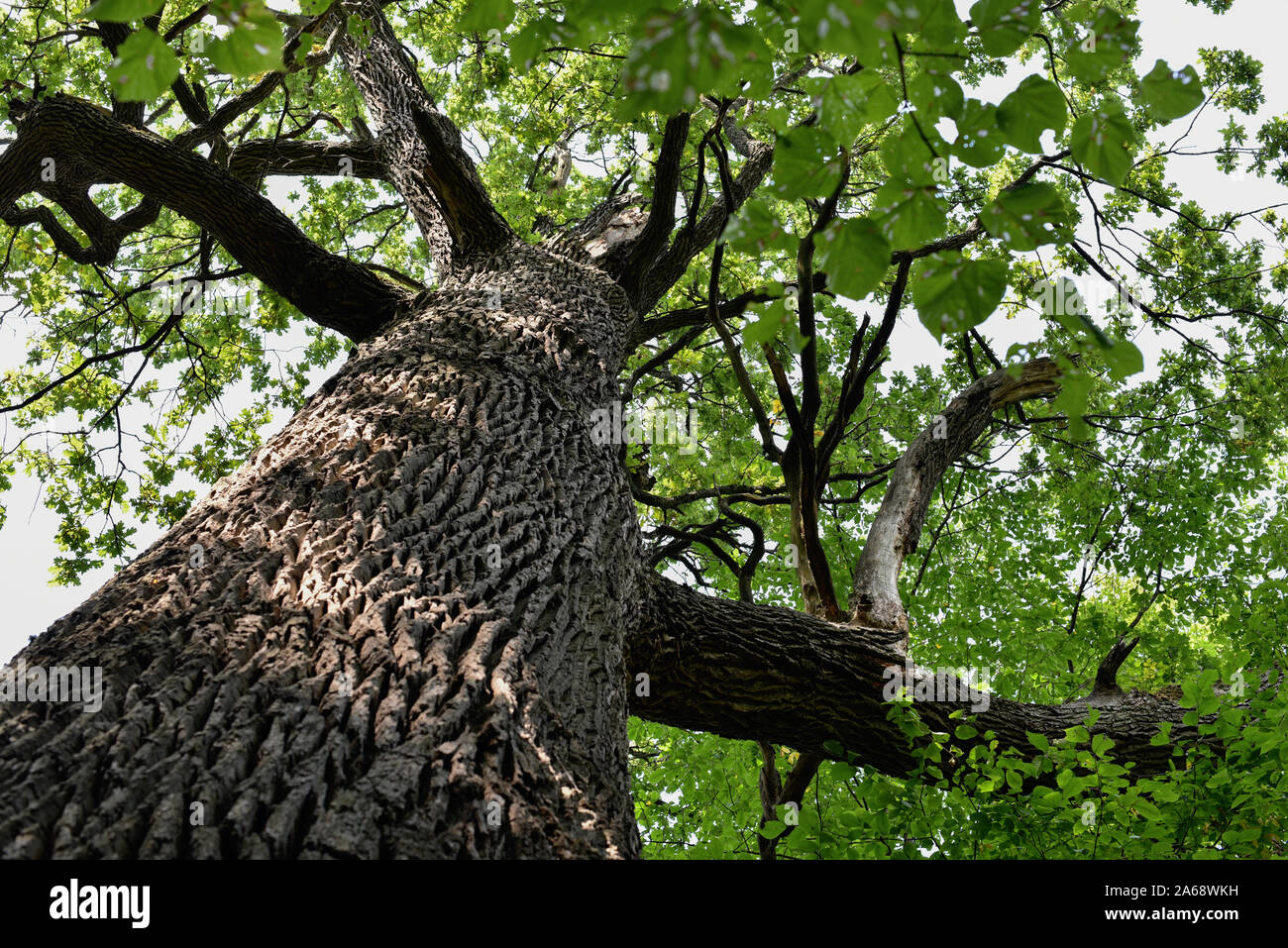 The trunk and branches of an old oak tree viewed from below. Crown of ...