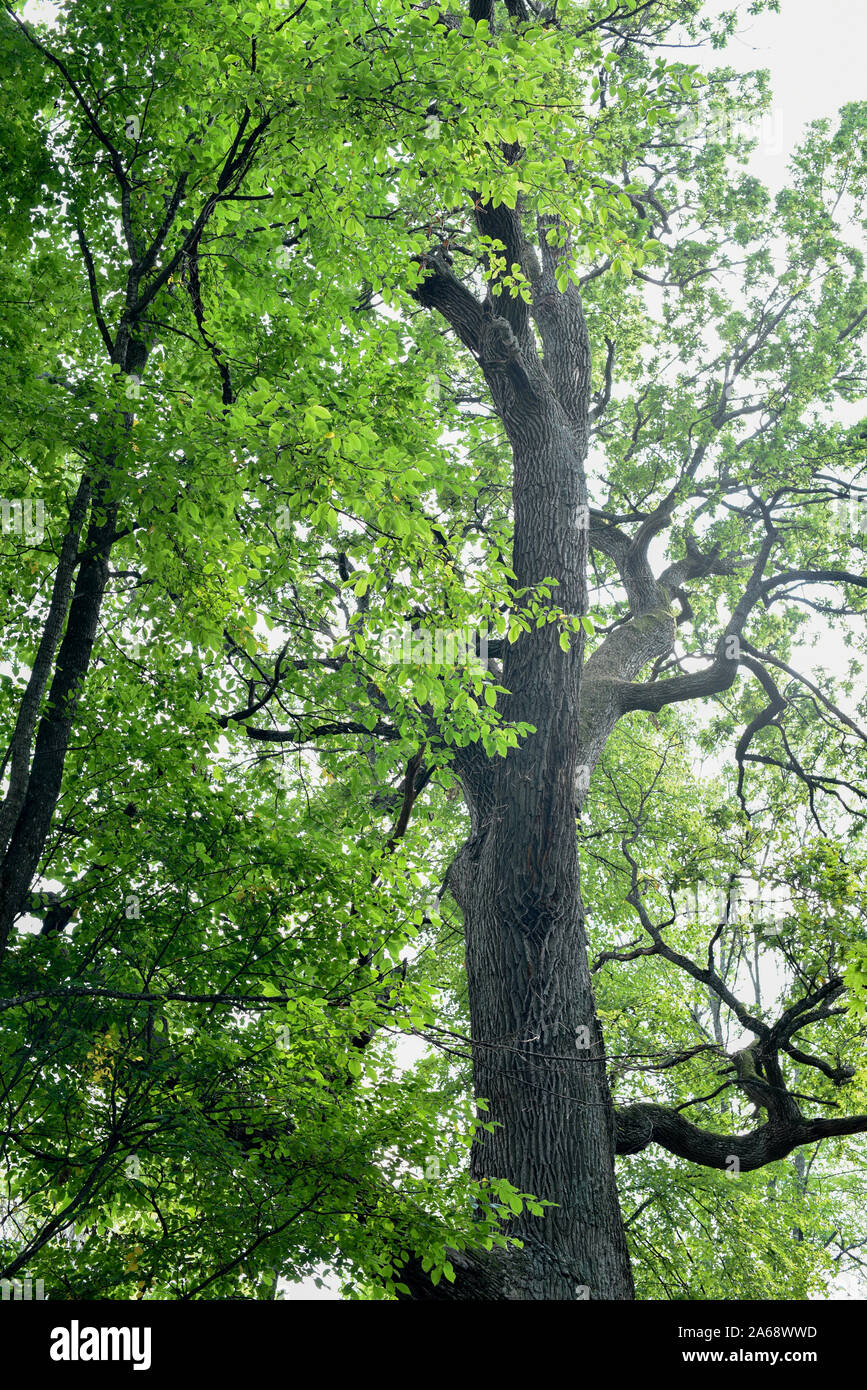 The trunk and branches of an old oak tree viewed from below. Crown of ...