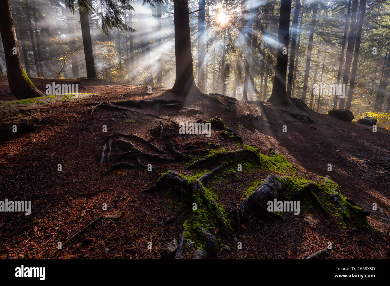 Beautiful Canadian Nature View of the Forest during a foggy morning ...