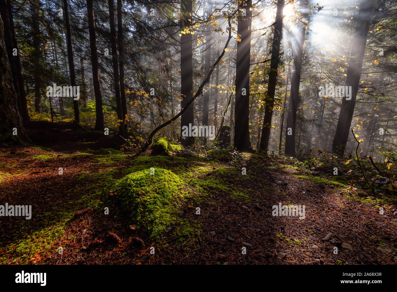 Beautiful Canadian Nature View of the Forest during a foggy morning ...