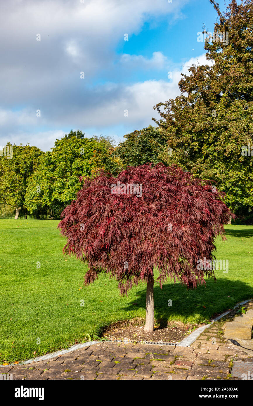 Acer palmatum dissectum 'Garnet' Tree, a red Japanese Maple Stock Photo ...