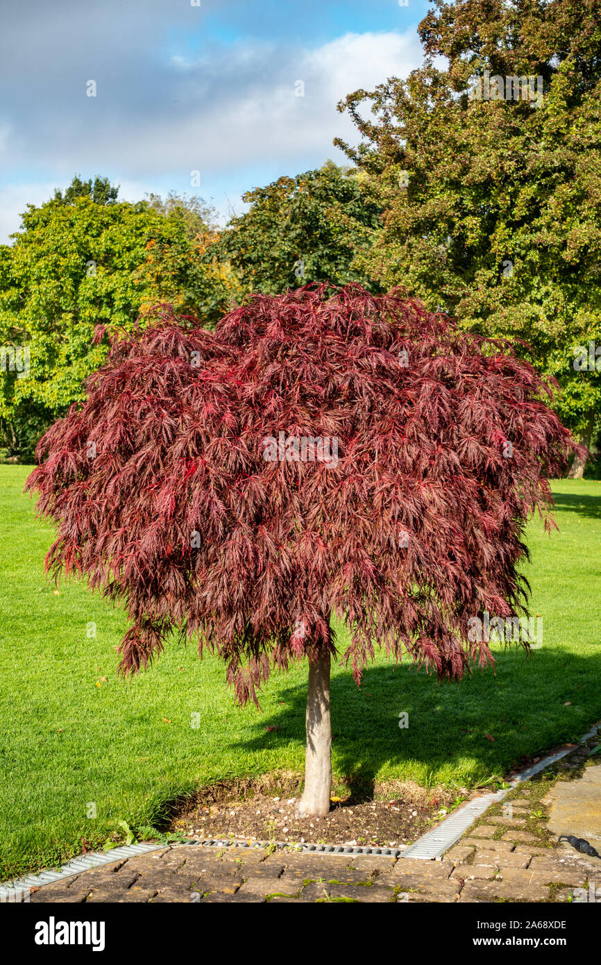 Acer palmatum dissectum 'Garnet' Tree, a red Japanese Maple Stock Photo ...