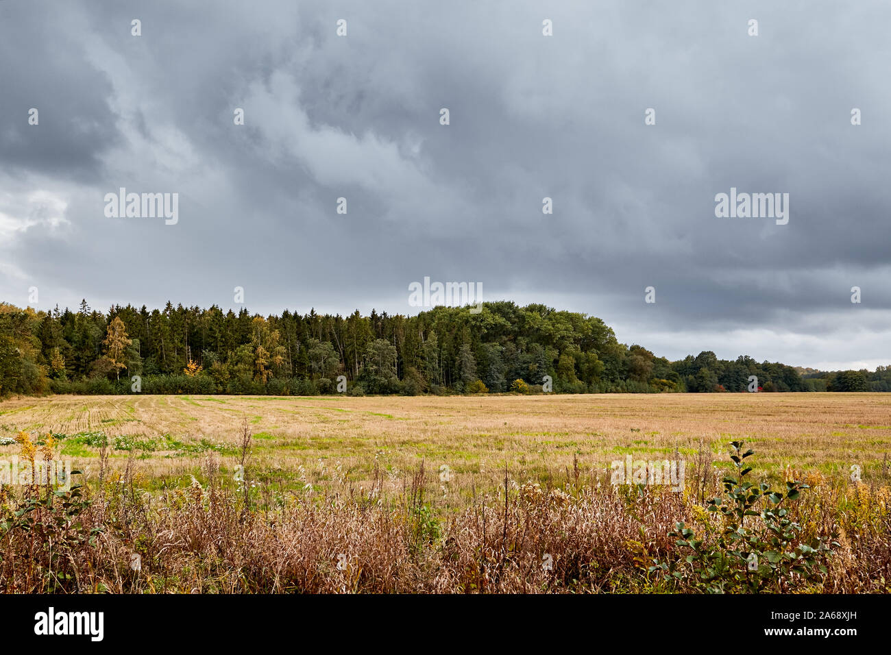Autumn landscape. Dramatic sky and orange field. Leaf fall Stock Photo ...