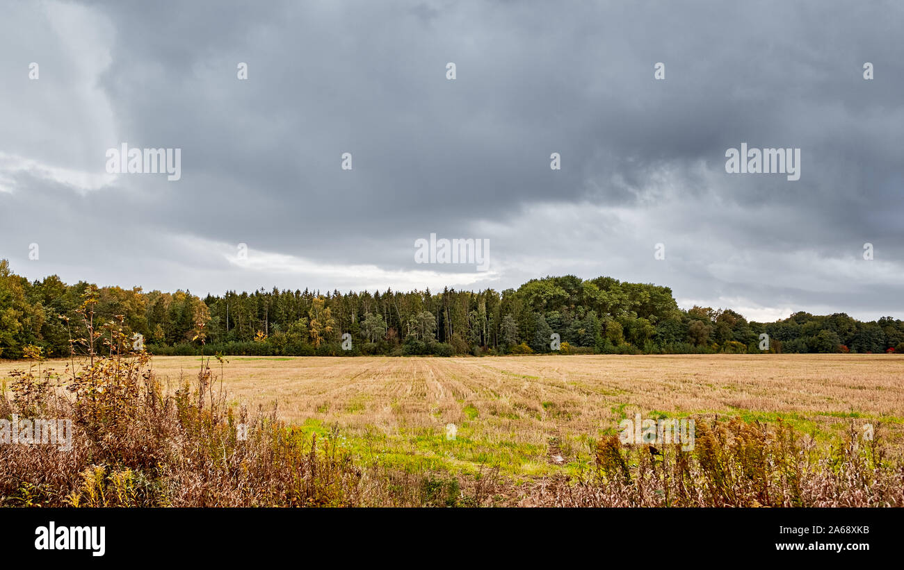 Dramatic leaf hi-res stock photography and images - Alamy