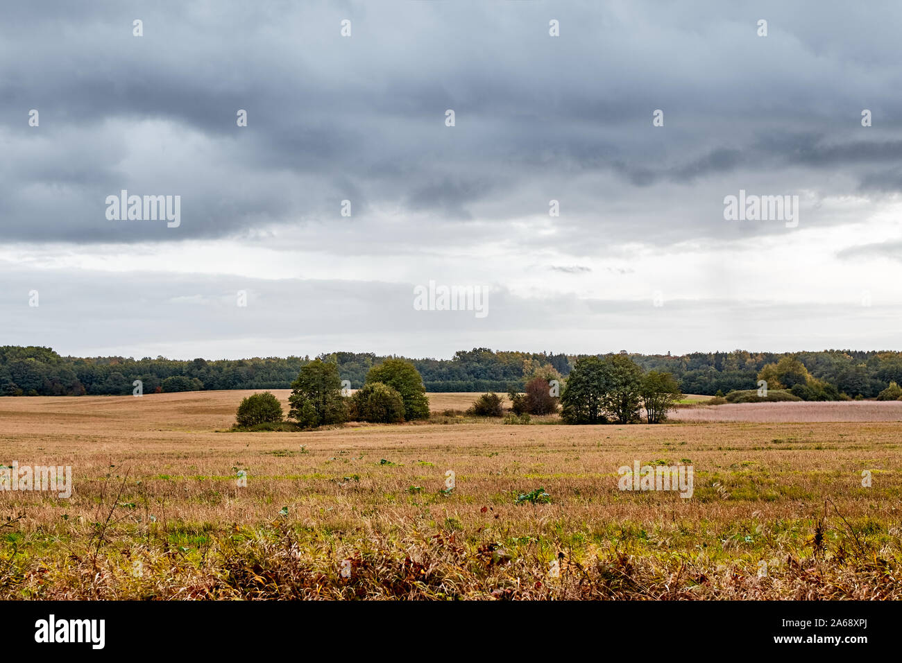 Dramatic leaf hi-res stock photography and images - Alamy