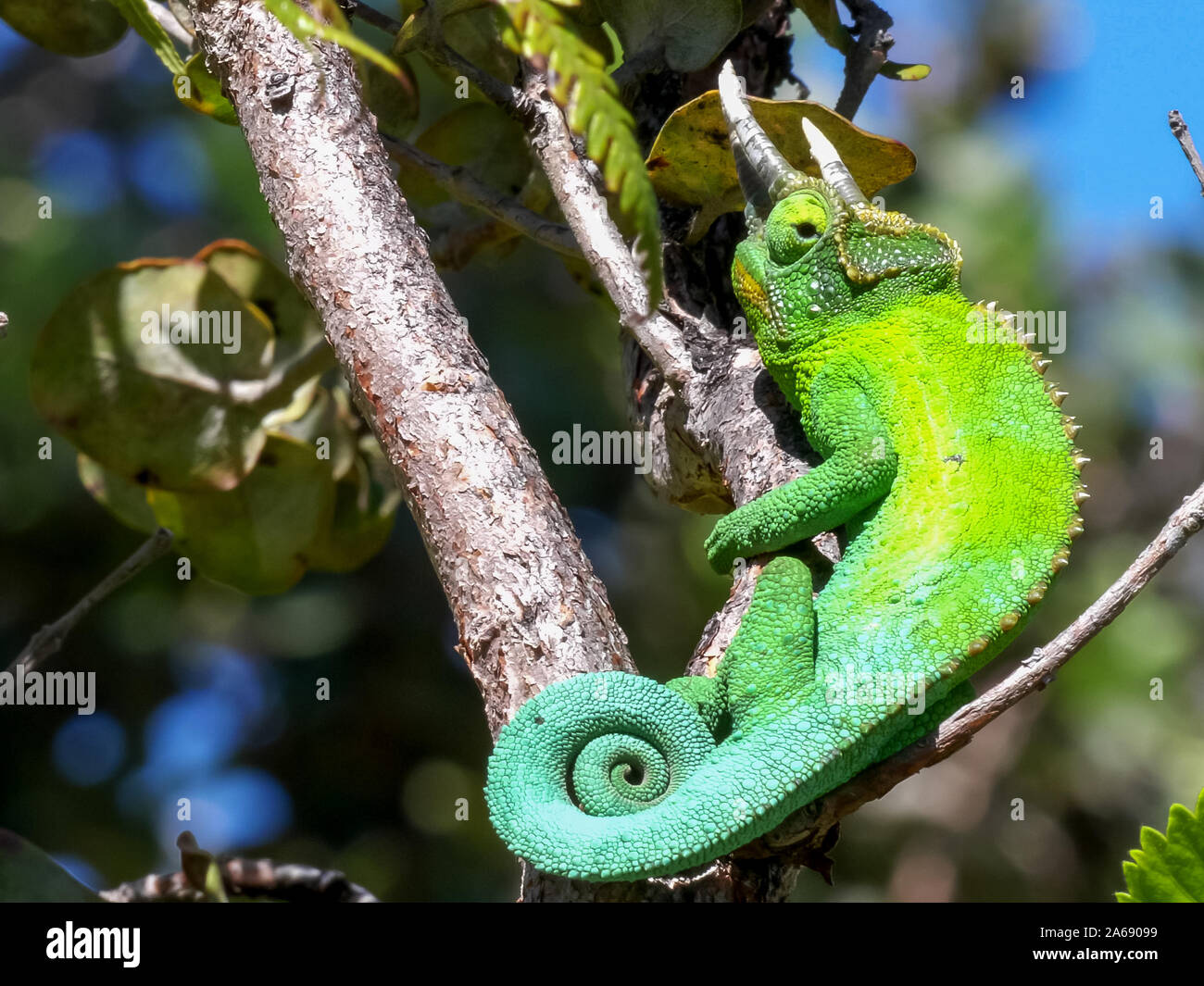 Jacksons Chameleon Deathclaw