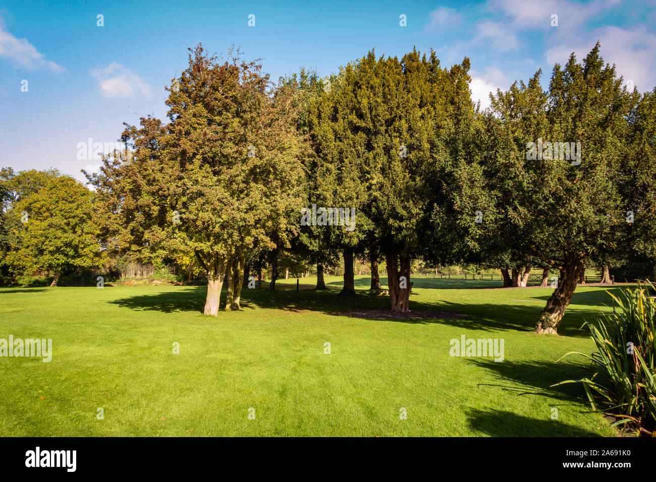 Trees in an english garden hi-res stock photography and images - Alamy