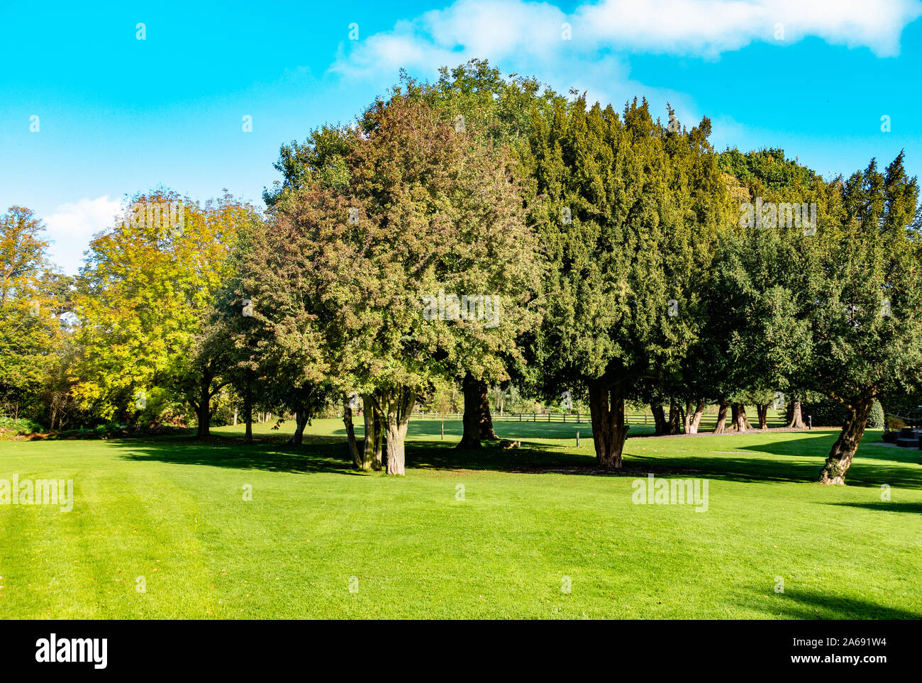 Tree's in an English garden on a sunny day Stock Photo - Alamy