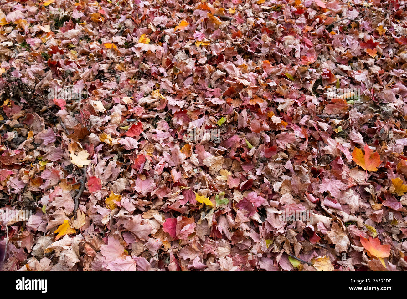 AUTUMN LEAVES FALLEN TO THE GROUND Stock Photo - Alamy