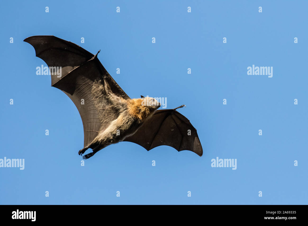 Grey-headed Flying Fox in flight Stock Photo - Alamy
