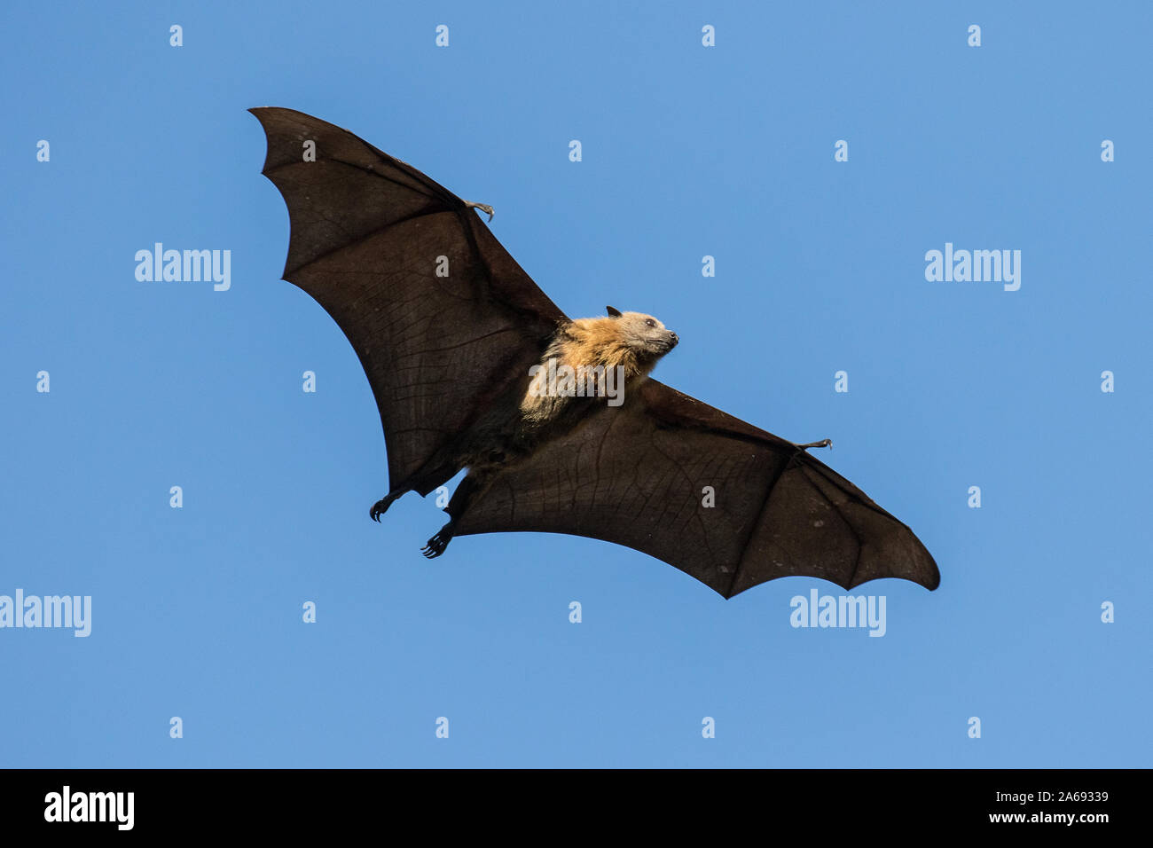 Grey-headed Flying Fox in flight Stock Photo - Alamy