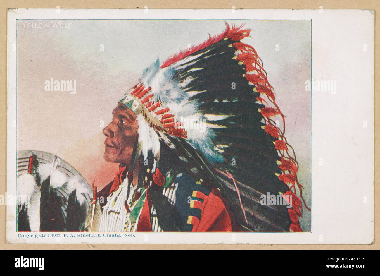 Yellow wolf hi-res stock photography and images - Alamy